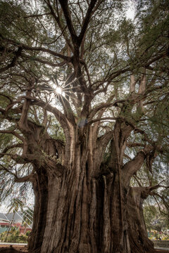 "Mariã Bilder – Durchsuchen 42,123 Archivfotos, Vektorgrafiken und ...