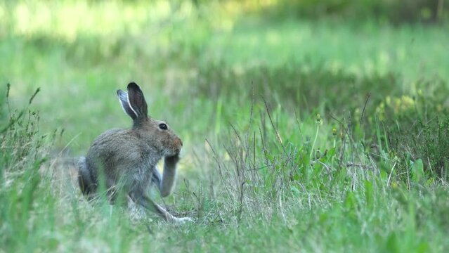 "Tundra Hare" Images – Browse 4,071 Stock Photos, Vectors, and Video ...