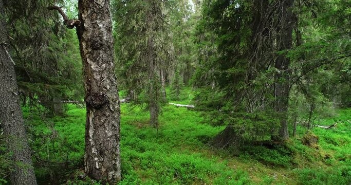 "Northern Forest"-Bilder: Stock-Fotos & -Videos. | Adobe Stock