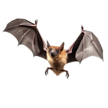 Megabat Images – Browse 7,790 Stock Photos, Vectors, and Video | Adobe ...