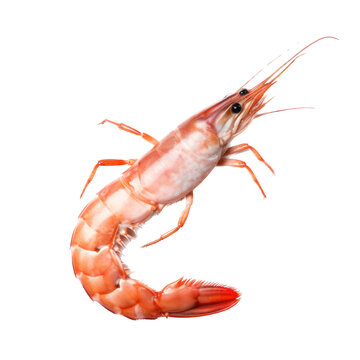 "Ama Ebi"-Bilder: Stock-Fotos & -Videos. | Adobe Stock