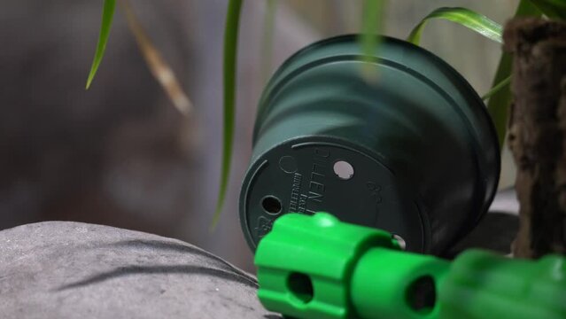 Northern Shrike In Flight Shrike (Northern) - 0501 | Birds of prey ...