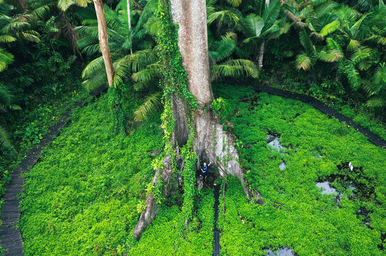 Sumauma Imagens – Procure 45 fotos, vetores e vídeos | Adobe Stock