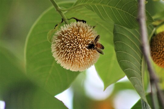 Burflower-Tree Images – Browse 44 Stock Photos, Vectors, and Video ...