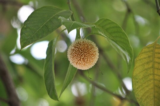 Burflower-Tree Images – Browse 45 Stock Photos, Vectors, and Video ...