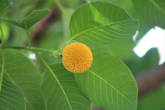 Burflower-Tree Images – Browse 44 Stock Photos, Vectors, and Video ...