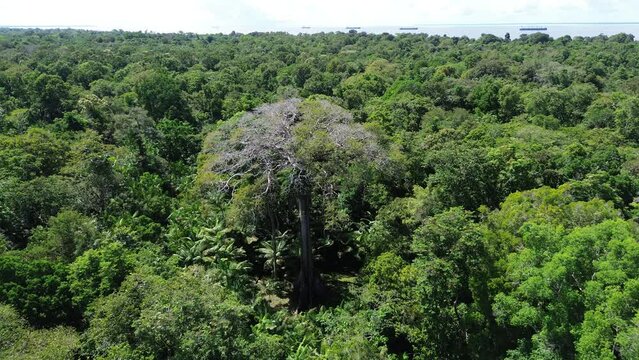 Sumauma Imagens – Procure 45 fotos, vetores e vídeos | Adobe Stock