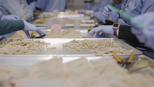 Marijuana Manufacturing Images – Browse 6,476 Stock Photos, Vectors ...
