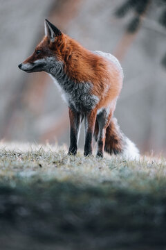 Fuchs Portrait Images – Browse 4,411 Stock Photos, Vectors, and Video ...