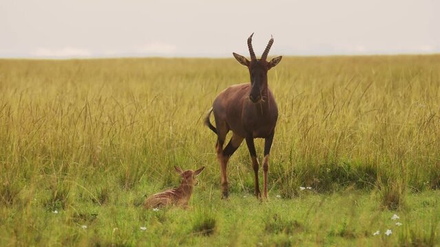 Topi.animal 影像 – 瀏覽 3,946 個素材庫相片、向量圖和影片 | Adobe Stock