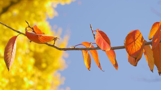 「盗撮」の写真素材 | 1,093,005件の無料イラスト画像 | Adobe Stock