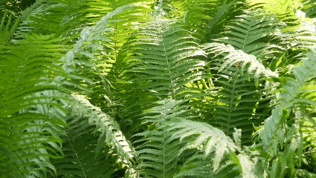 Obrázky Filicales – procházejte fotografie, vektory a videa 1,524 ...