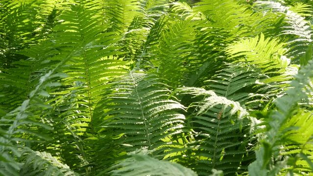 Obrázky Filicales – procházejte fotografie, vektory a videa 1,524 ...