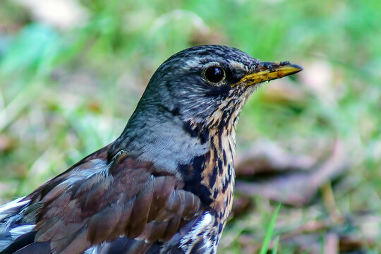 Drozda Images – Browse 4 Stock Photos, Vectors, and Video | Adobe Stock