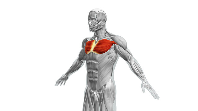 Pectoralis Major And Minor Diagram
