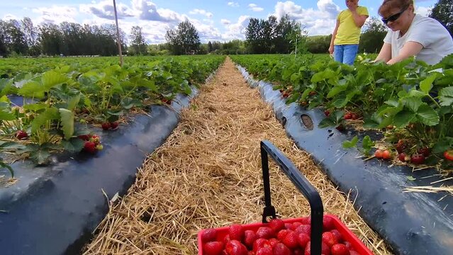 "Strawberry Picking" Images – Browse 634 Stock Photos, Vectors, and ...