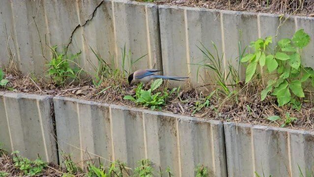 "Azure-Winged Magpie" Images – Browse 2,482 Stock Photos, Vectors, and ...