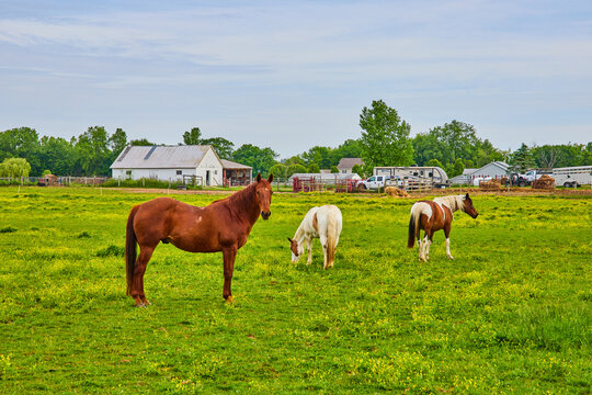 "Horses In Field" Images – Browse 101 Stock Photos, Vectors, and Video ...