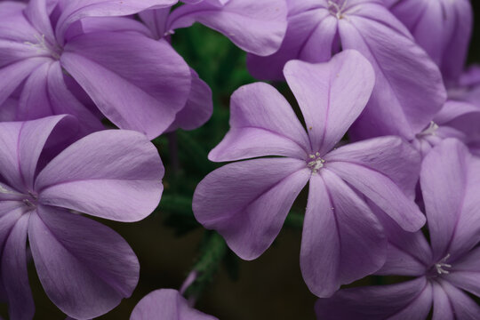 Lilla-Bilder: Stock-Fotos & -Videos. | Adobe Stock