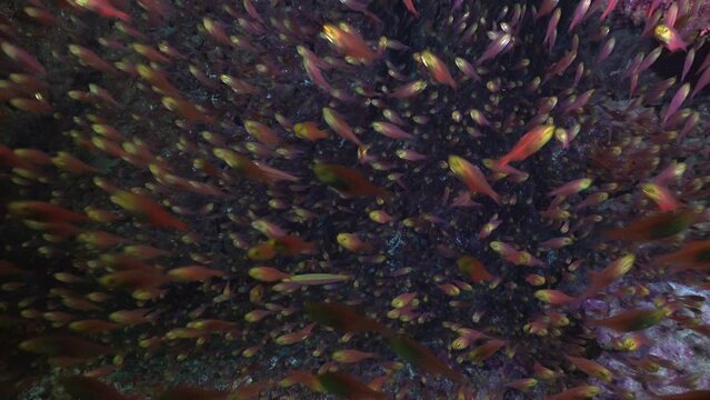 Glassfish Images – Browse 1,484 Stock Photos, Vectors, and Video ...