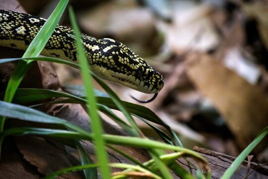 "Diamond Python" Images – Browse 296 Stock Photos, Vectors, and Video ...