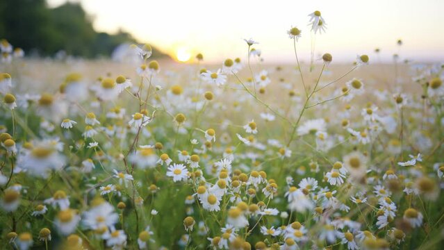 Daisy Field Wallpaper