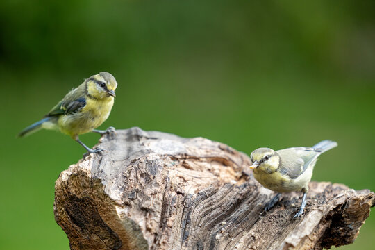 Zitze Bilder – Durchsuchen 127,153 Archivfotos, Vektorgrafiken und ...