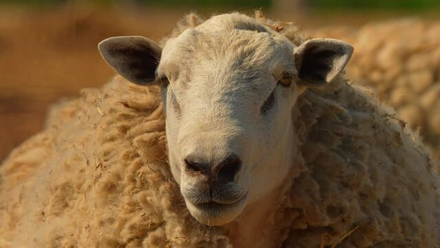 Sheep Face Images – Browse 108,686 Stock Photos, Vectors, and Video ...