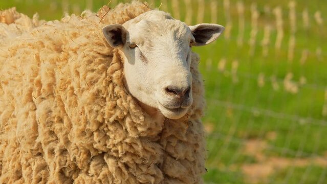 Sheep Face Images – Browse 108,686 Stock Photos, Vectors, and Video ...