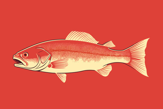 Red Drum Drawing