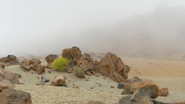 "Sparse Vegetation" Images – Browse 732 Stock Photos, Vectors, and ...