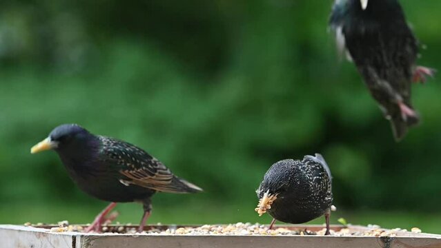 Starling In Flight Images – Browse 51,128 Stock Photos, Vectors, and ...