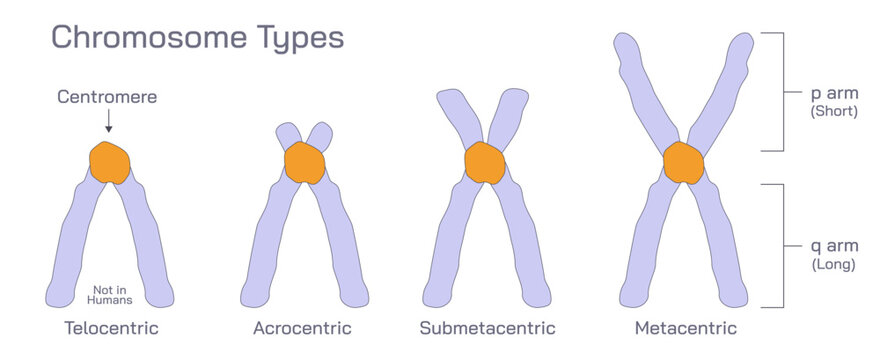 รูปภาพAcrocentric – เลือกดูภาพถ่ายสต็อก เวกเตอร์ และวิดีโอ90 | Adobe Stock