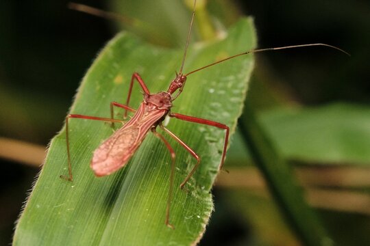 รูปภาพHarpactorinae – เลือกดูภาพถ่ายสต็อก เวกเตอร์ และวิดีโอ409 | Adobe ...
