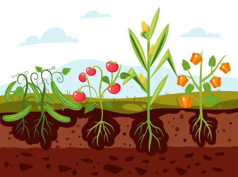 Vegetable Garden Cartoon Images – Browse 111,230 Stock Photos, Vectors ...