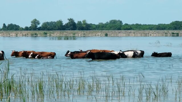 "Water Bull" Images – Browse 33 Stock Photos, Vectors, and Video ...