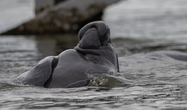 "Back Stroke" Images – Browse 16,974 Stock Photos, Vectors, and Video ...