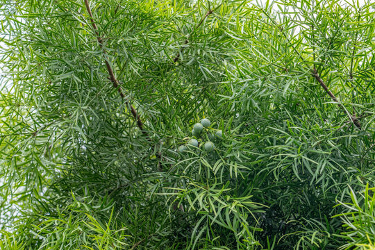 รูปภาพPodocarps – เลือกดูภาพถ่ายสต็อก เวกเตอร์ และวิดีโอ622 | Adobe Stock