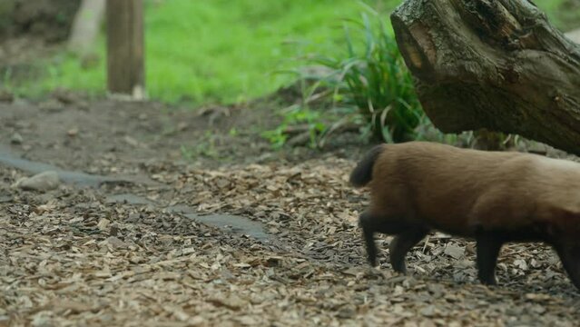 "Bush Dog" Images – Browse 873 Stock Photos, Vectors, and Video | Adobe ...