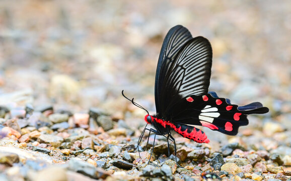 Red Swallowtail Butterfly