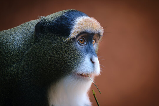 Imágenes de "African Monkey": descubre bancos de fotos, ilustraciones ...