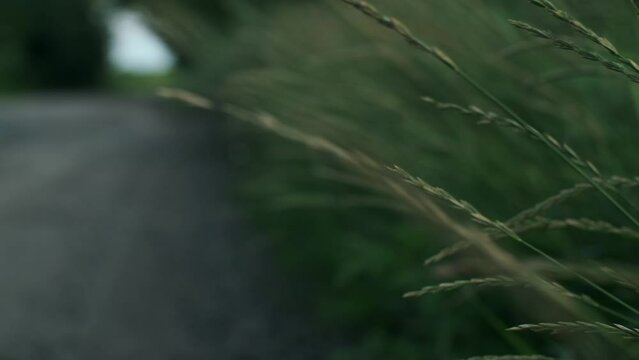 "Grass Blades" Images – Browse 2,673 Stock Photos, Vectors, and Video ...
