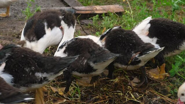 "Domestic Ducks" Images – Browse 1,171 Stock Photos, Vectors, and Video ...