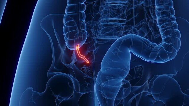 รูปภาพAppendix – เลือกดูภาพถ่ายสต็อก เวกเตอร์ และวิดีโอ24,111 | Adobe Stock