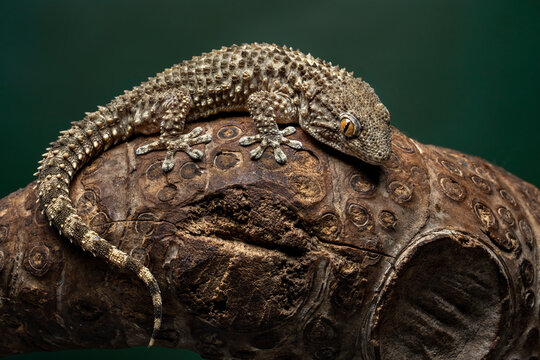 Crocodile Gecko