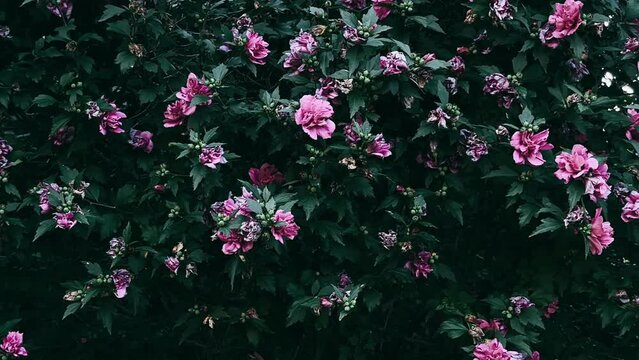 Boug Images – Browse 61 Stock Photos, Vectors, and Video | Adobe Stock