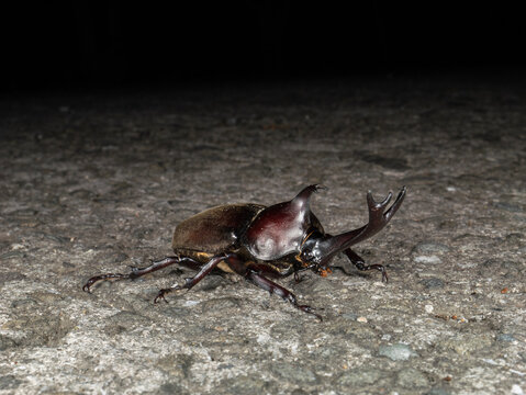 "Aerial Insect Net" Images – Browse 18,155 Stock Photos, Vectors, and ...