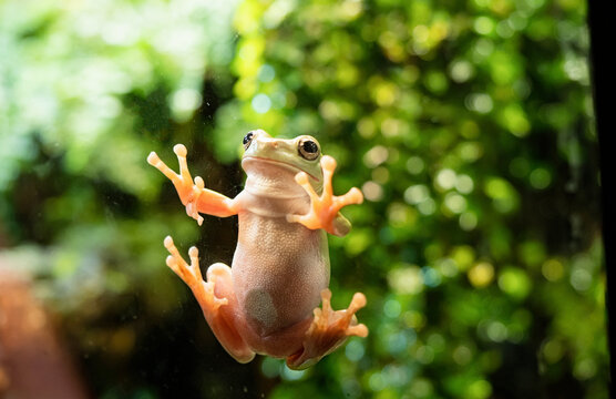 Hylid Images – Browse 3,282 Stock Photos, Vectors, and Video | Adobe Stock