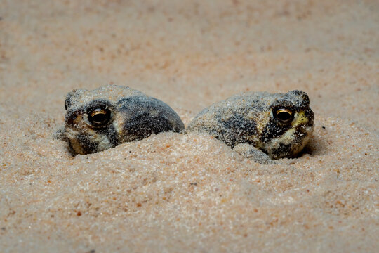 "Rain Frog" Images – Browse 376 Stock Photos, Vectors, and Video ...