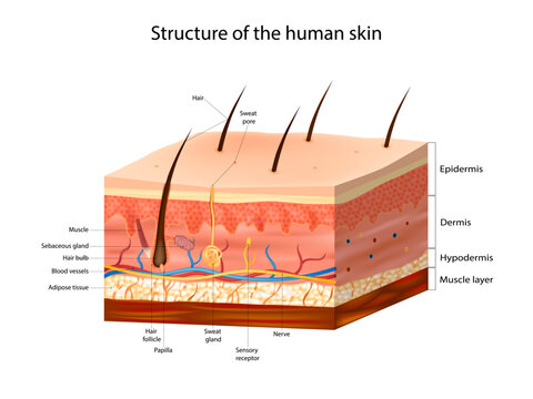 Layers Of The Hypodermis